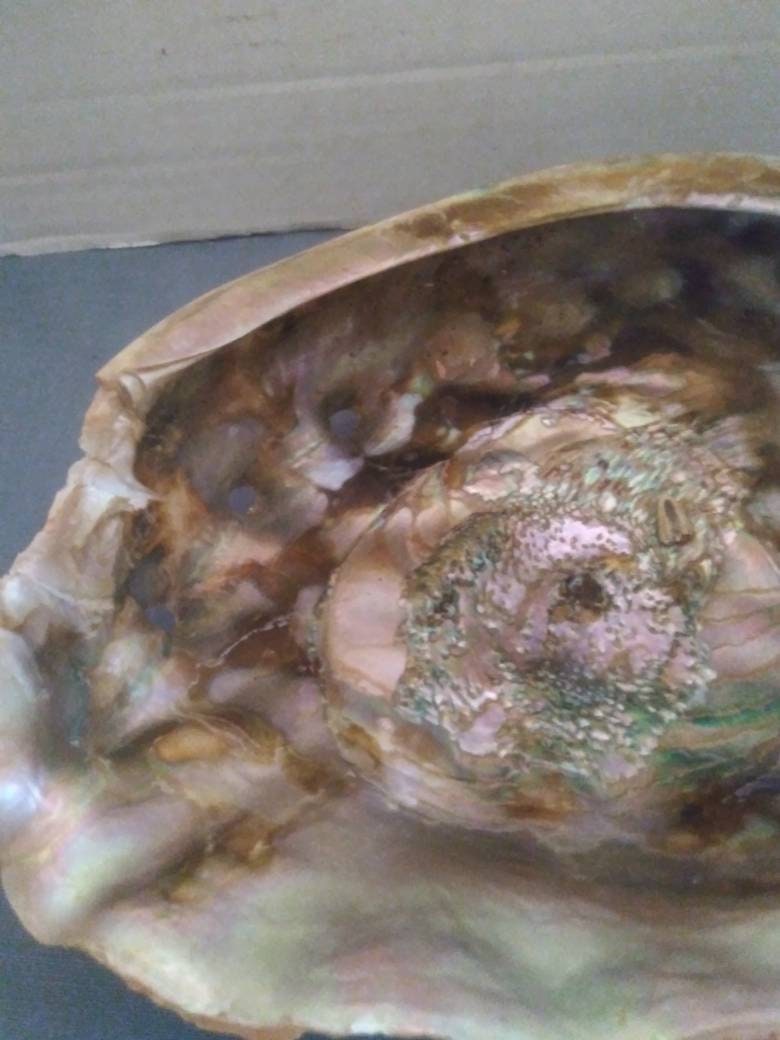 Pearlized Clam Shell - Etsy