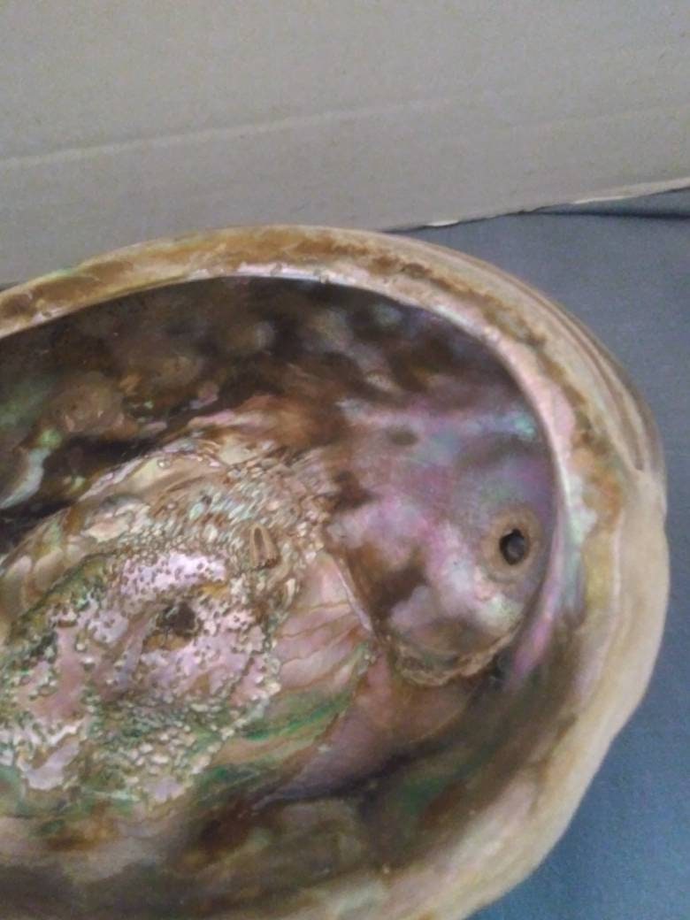 Pearlized Clam Shell - Etsy