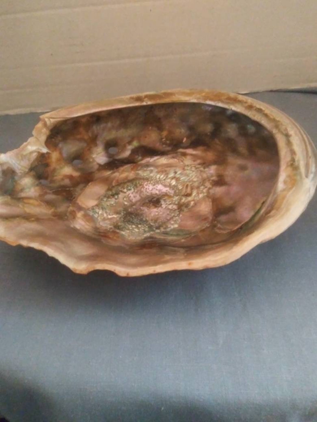 Pearlized Clam Shell - Etsy
