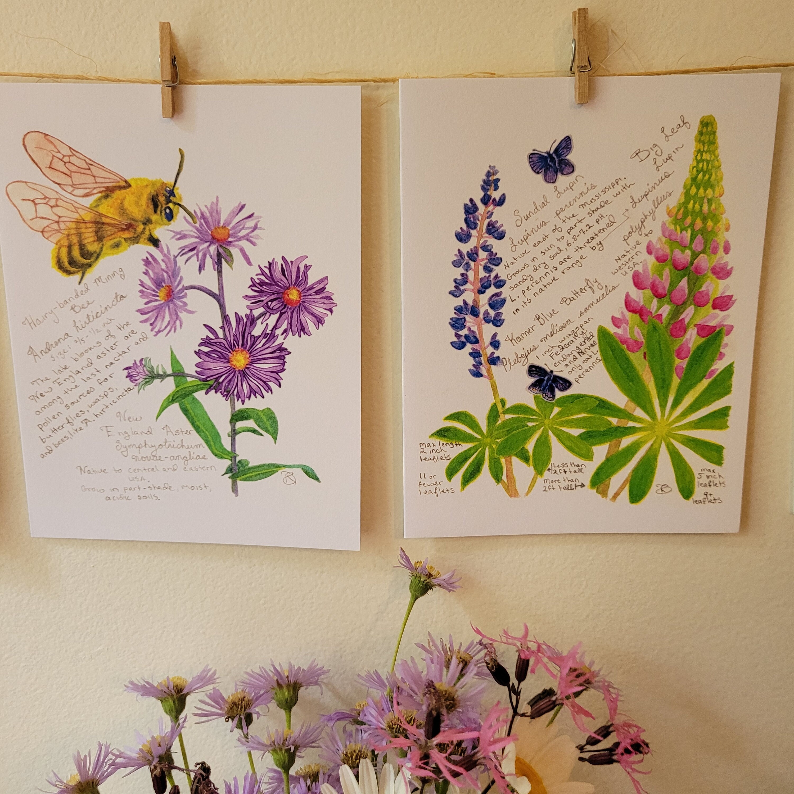 12 Native Plants & Pollinators Cards all Different a Delight for ...