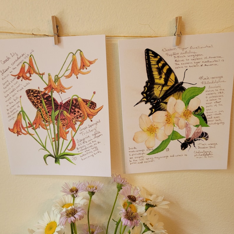 12 Native Plants & Pollinators Cards all Different a - Etsy