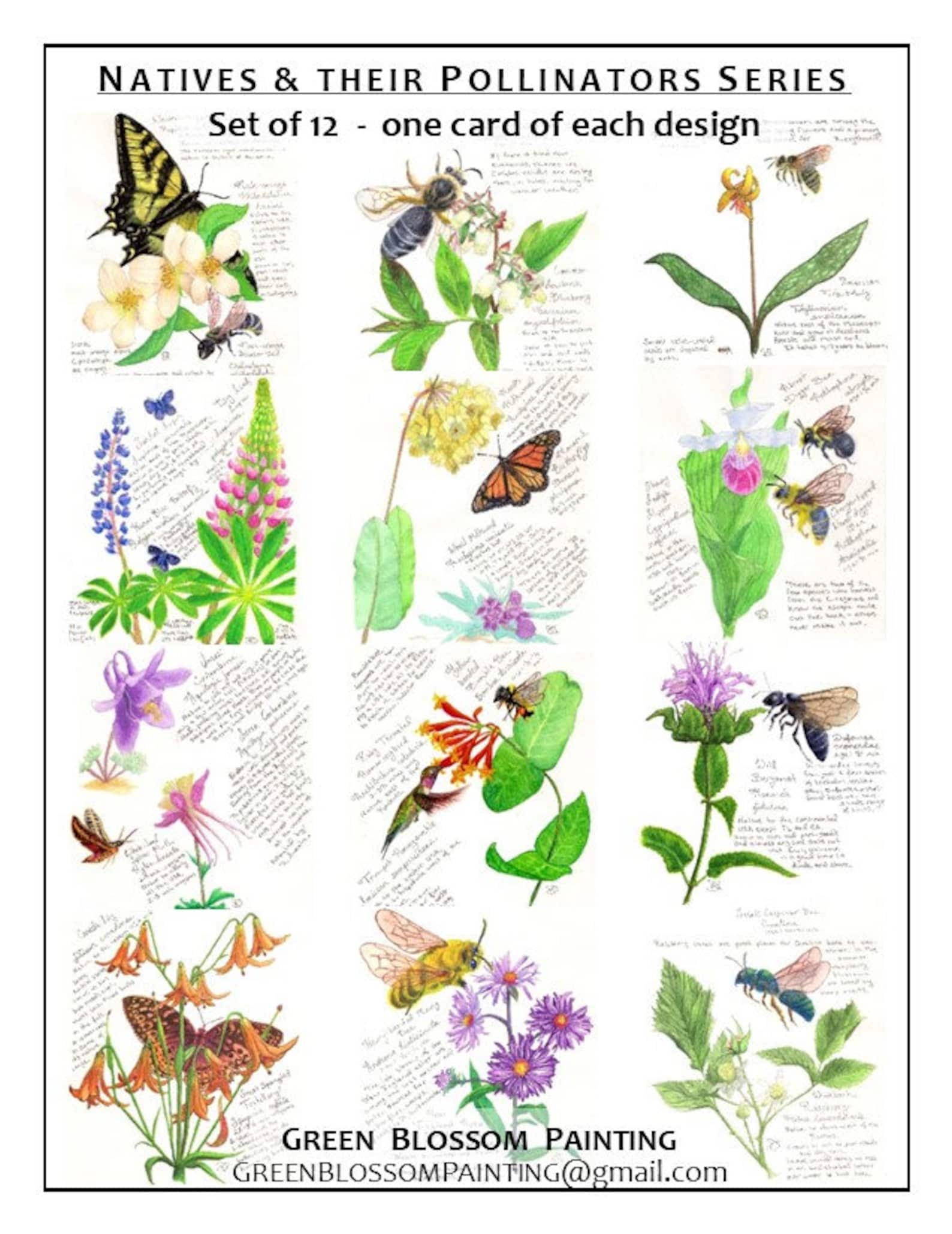 12 Native Plants & Pollinators Cards (all Different) - a Delight for ...
