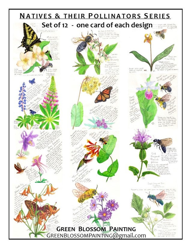 12 Native Plants & Pollinators Cards (all Different) - a Delight for ...