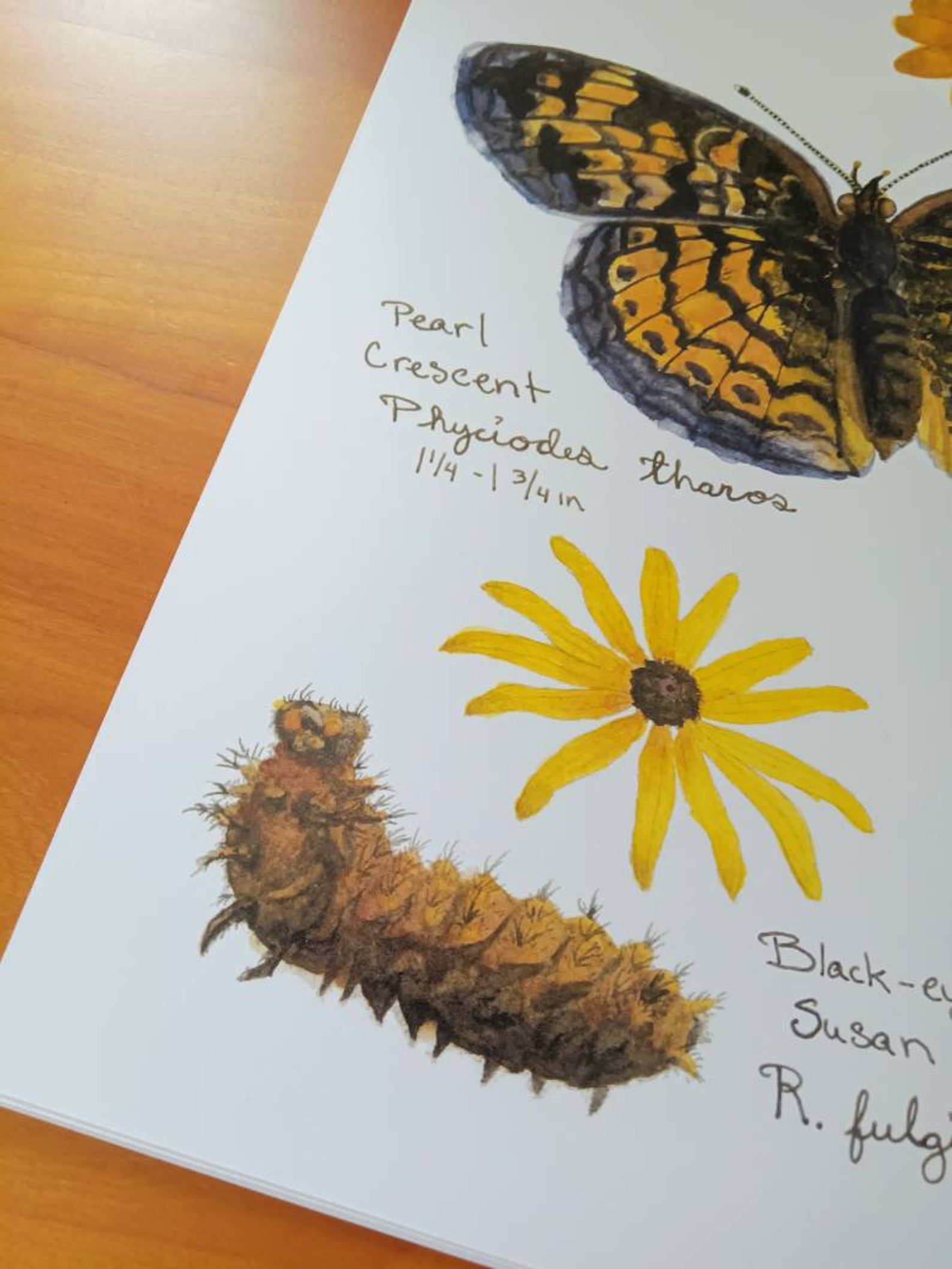 2026 Keystone Species Calendar, a Collaboration With Doug Tallamy - Etsy