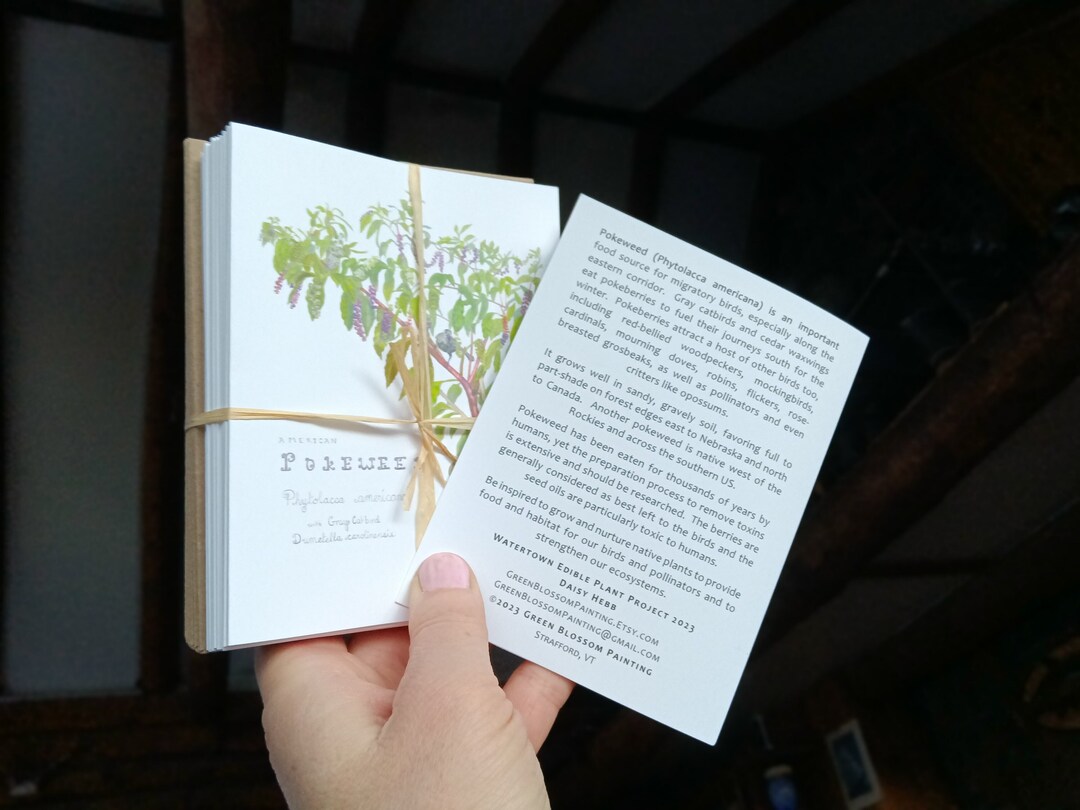 12 Pokeweed & Gray Catbird Prints and Cards With Recycled Envelopes ...