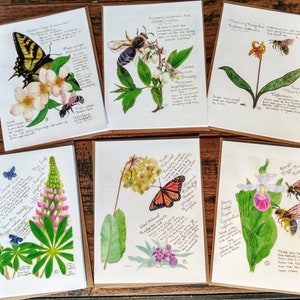 12 Native Plants & Pollinators Cards (all Different) - a Delight for ...
