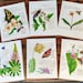 12 Native Plants & Pollinators Cards all Different a - Etsy
