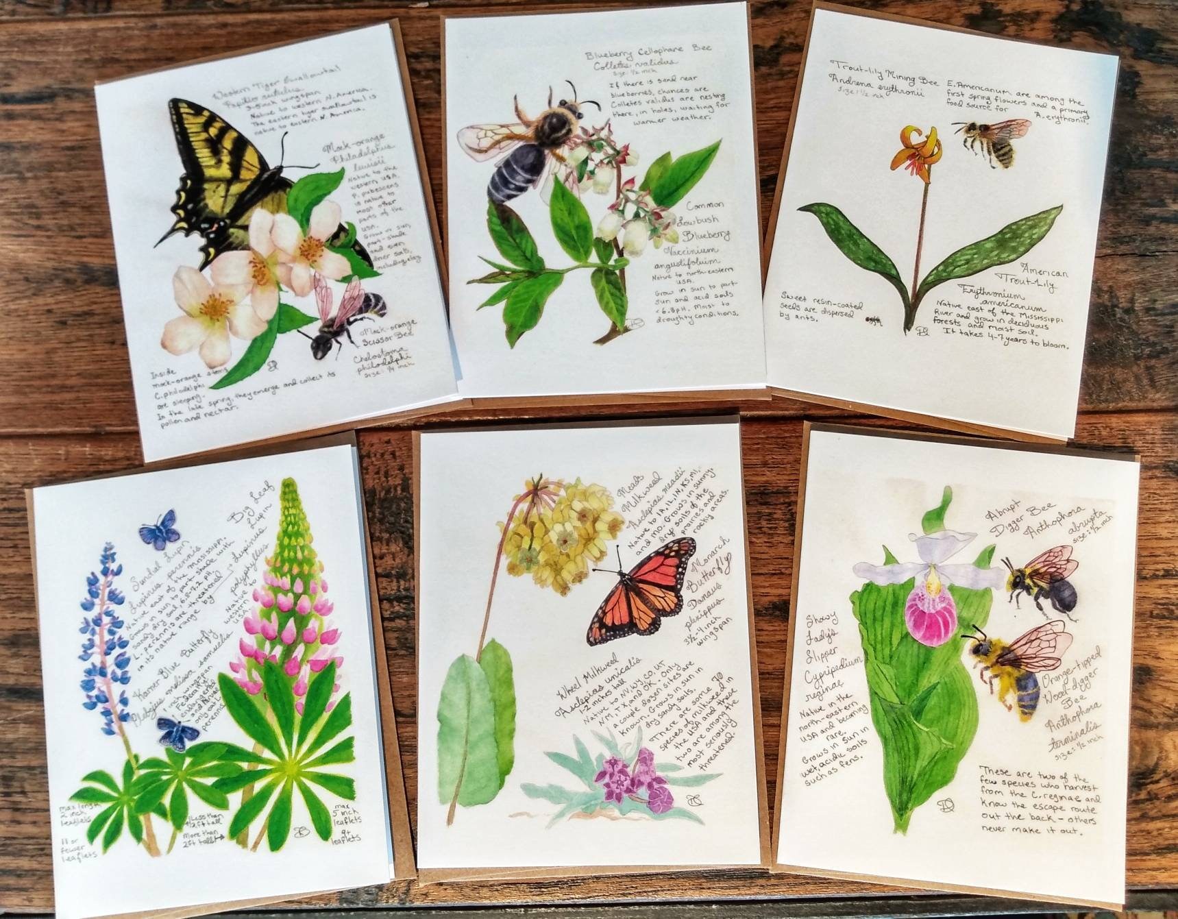 12 Native Plants & Pollinators Cards all Different a Delight for ...