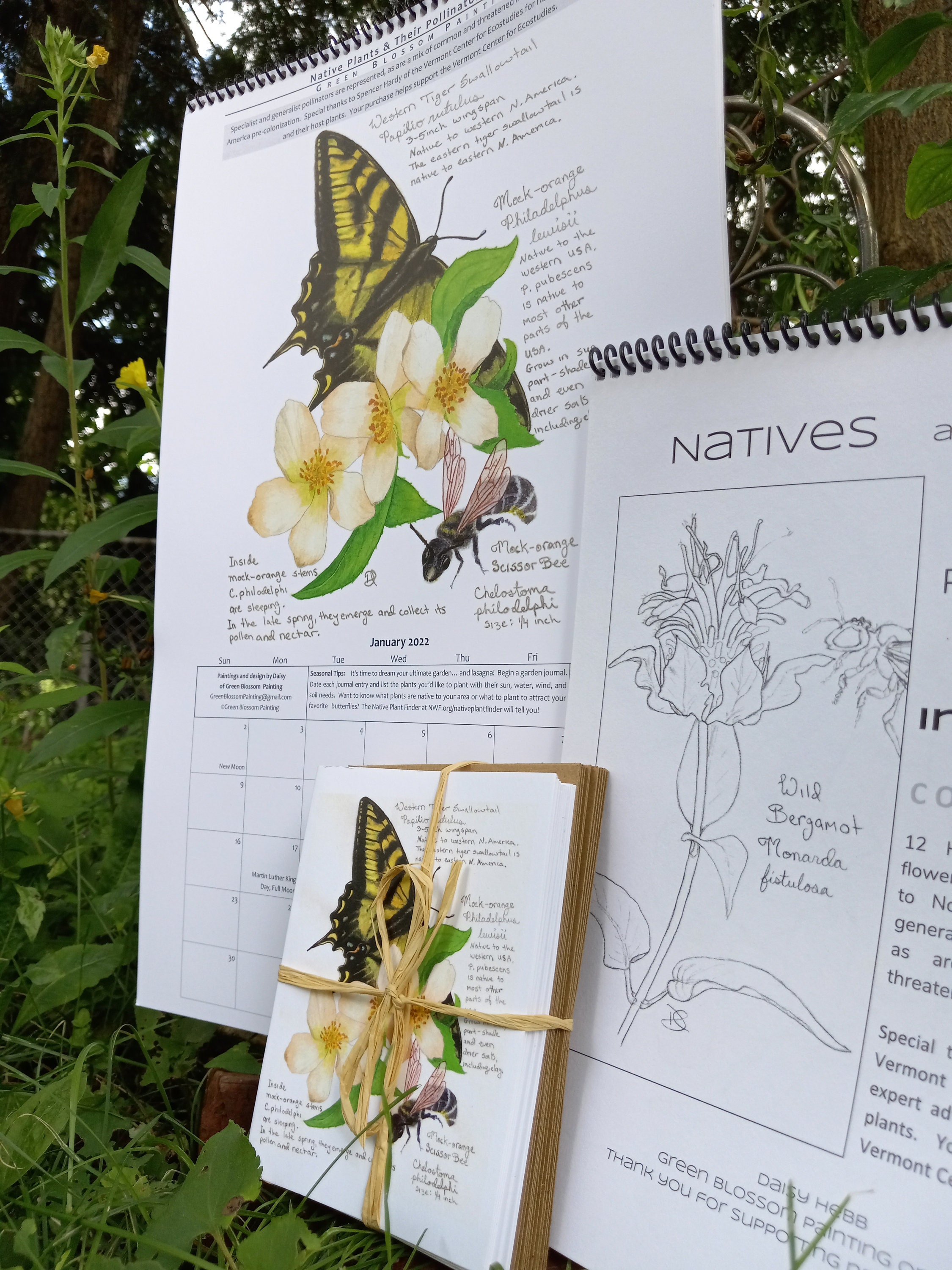 12 Native Plants & Pollinators Cards all Different a Delight for ...