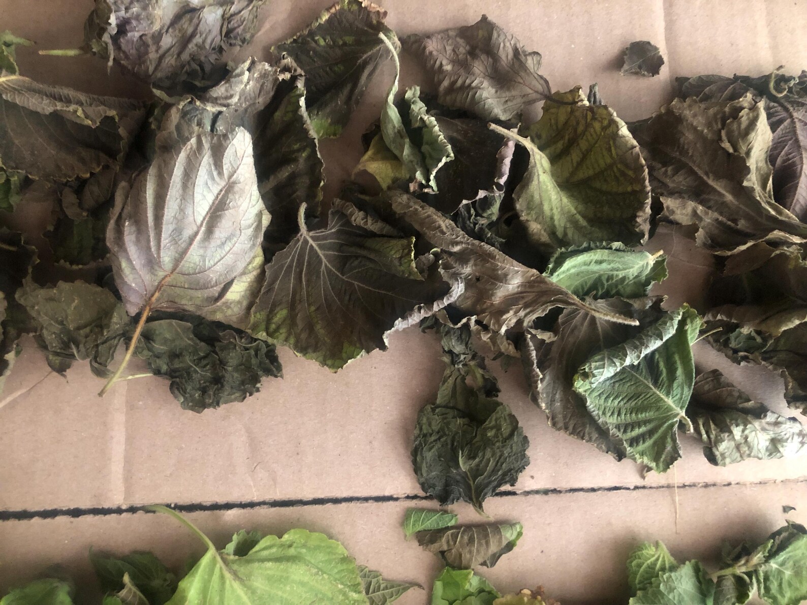 1 Oz Dry Shisho (perilla) Japanese Herb - Etsy