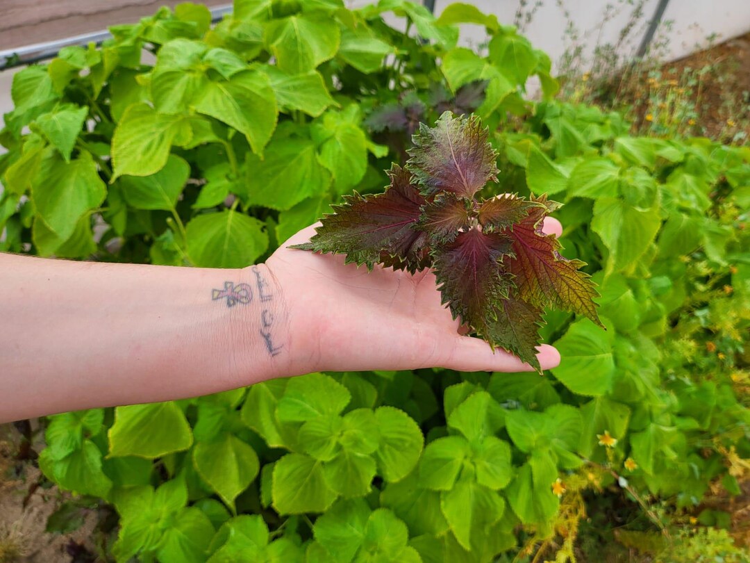 1 Oz Dry Shisho (perilla) Japanese Herb - Etsy