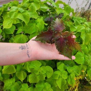 1 Oz Dry Shisho (perilla) Japanese Herb - Etsy