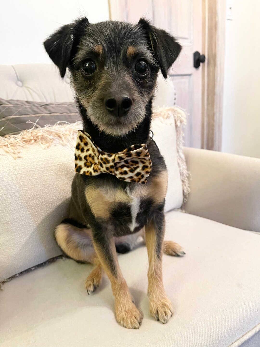Leopard Print, Leopard, Bowtie, Cheetah, Animal Print, Sleek, Chic ...