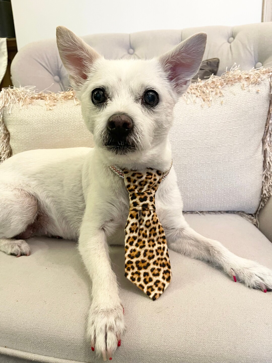 Leopard Print, Leopard, Cheetah, Cheetah Print, Animal Print, Necktie ...