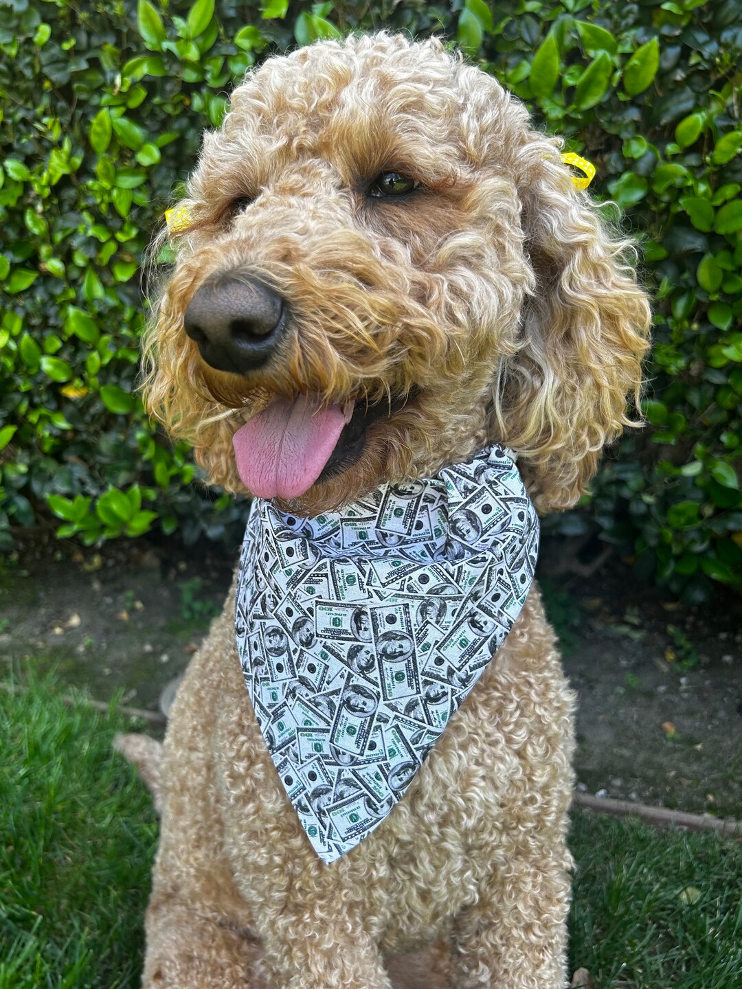 Money, Cash, Dough, Loot, Coin, Cabbage, Hundred Dollar Bills, Rich ...