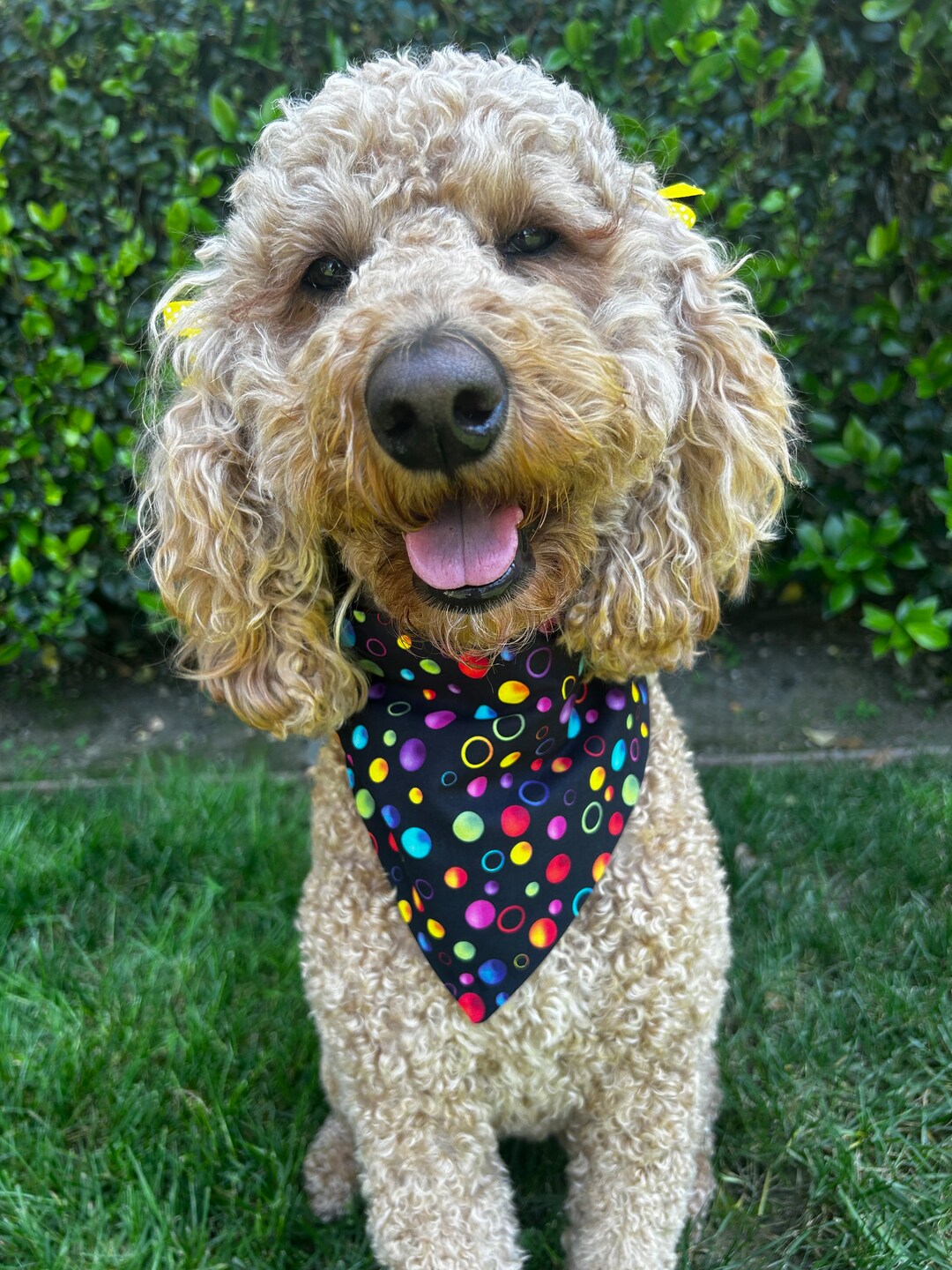 Colorful, Dots, Spots, Planets, Marbles, Bandana, Bright, Bold, Fun ...