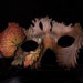 Samhain Masquerade Mask for Halloween Costume. Fairy Mask, Witch or ...