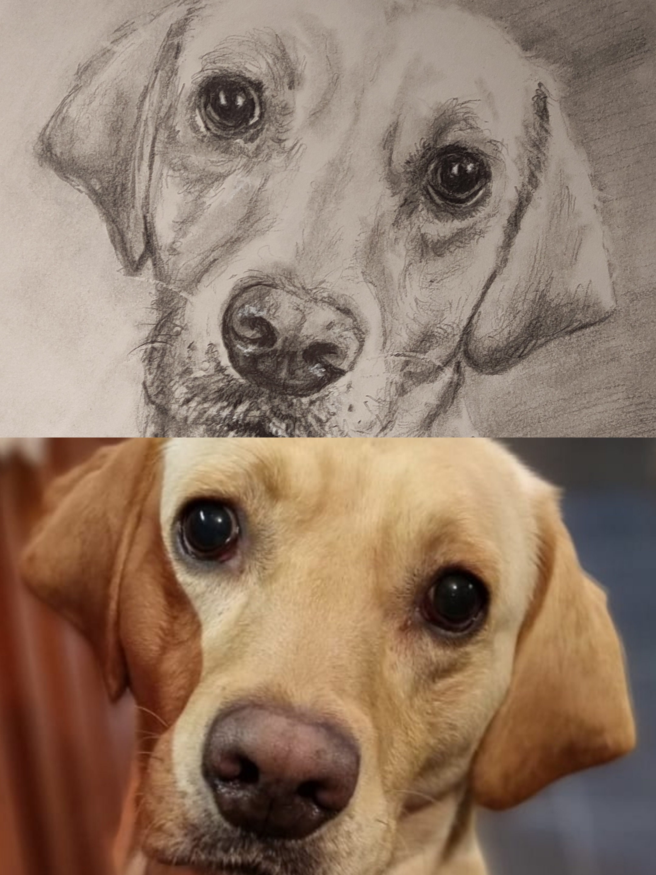 A4 Animal Portraits (black-white, Pencil) - Etsy