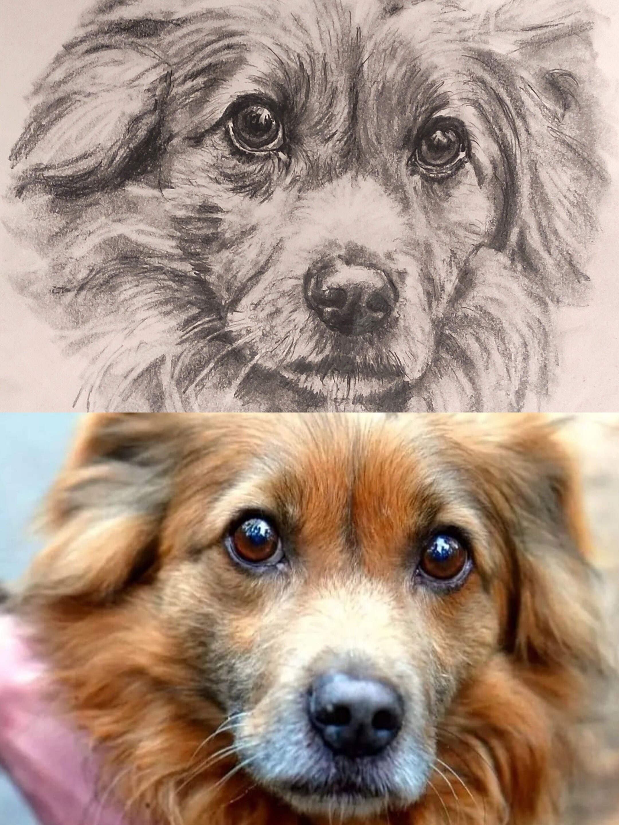 A4 Animal Portraits (black-white, Pencil) - Etsy