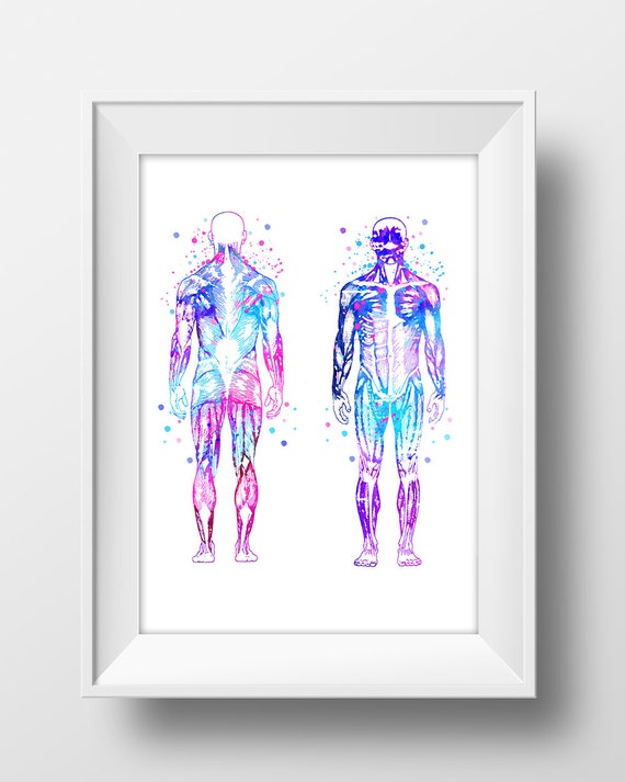 Human Body Muscles Anatomy Watercolor Art Muscular System - Etsy