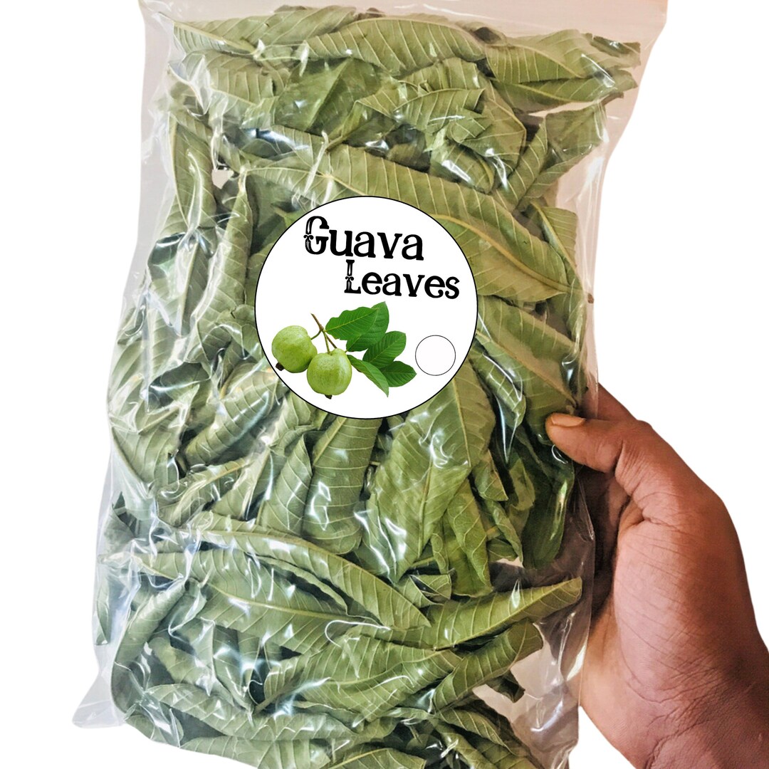 1000 Guava Leaves, 100% Pure Natural Guava Leaf, Natural Dried Guava ...