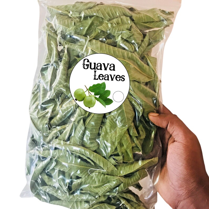 1000 Guava Leaves, 100% Pure Natural Guava Leaf, Natural Dried Guava ...