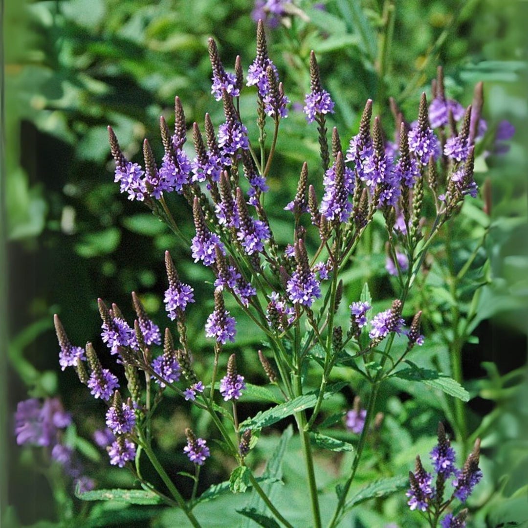 Vervain Vervain Herb Vervain Dried Blue Vervain Verbena Officinalis ...