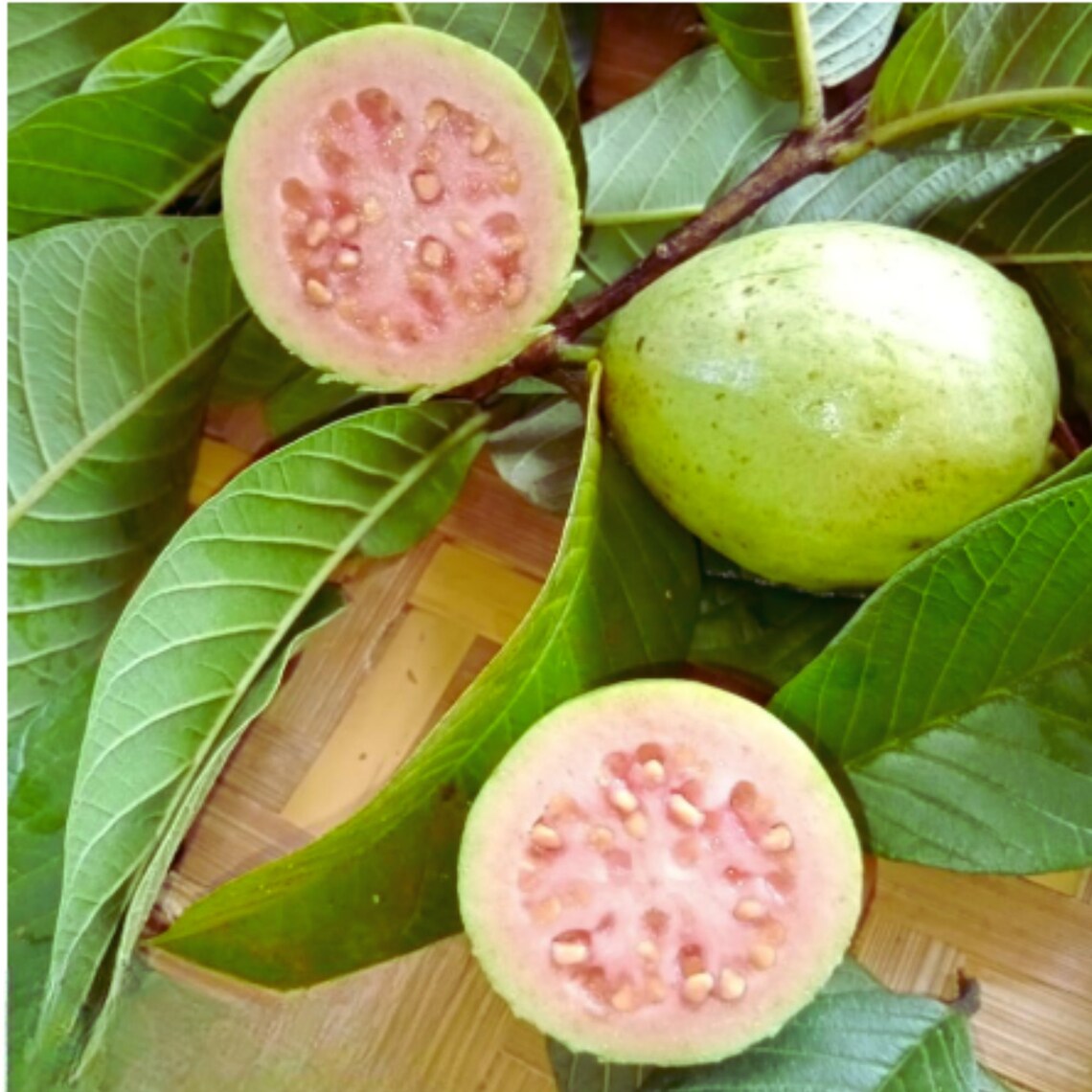 1000 Guava Leaves, 100% Pure Natural Guava Leaf, Natural Dried Guava ...