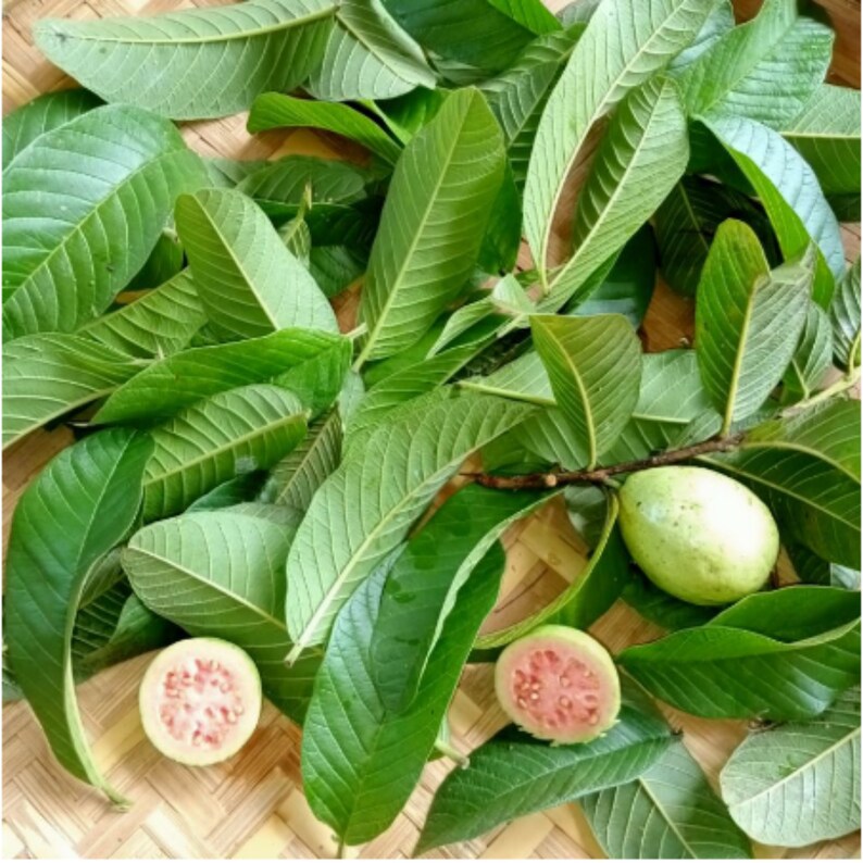 1000 Guava Leaves, 100% Pure Natural Guava Leaf, Natural Dried Guava ...