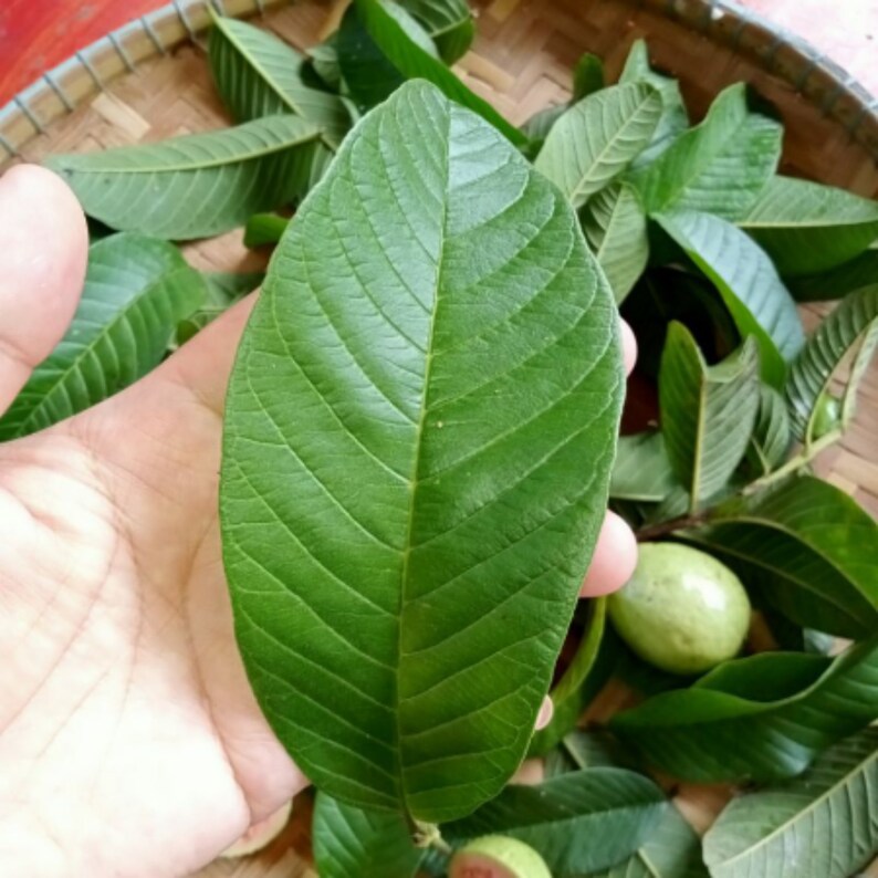 1000 Guava Leaves, 100% Pure Natural Guava Leaf, Natural Dried Guava ...