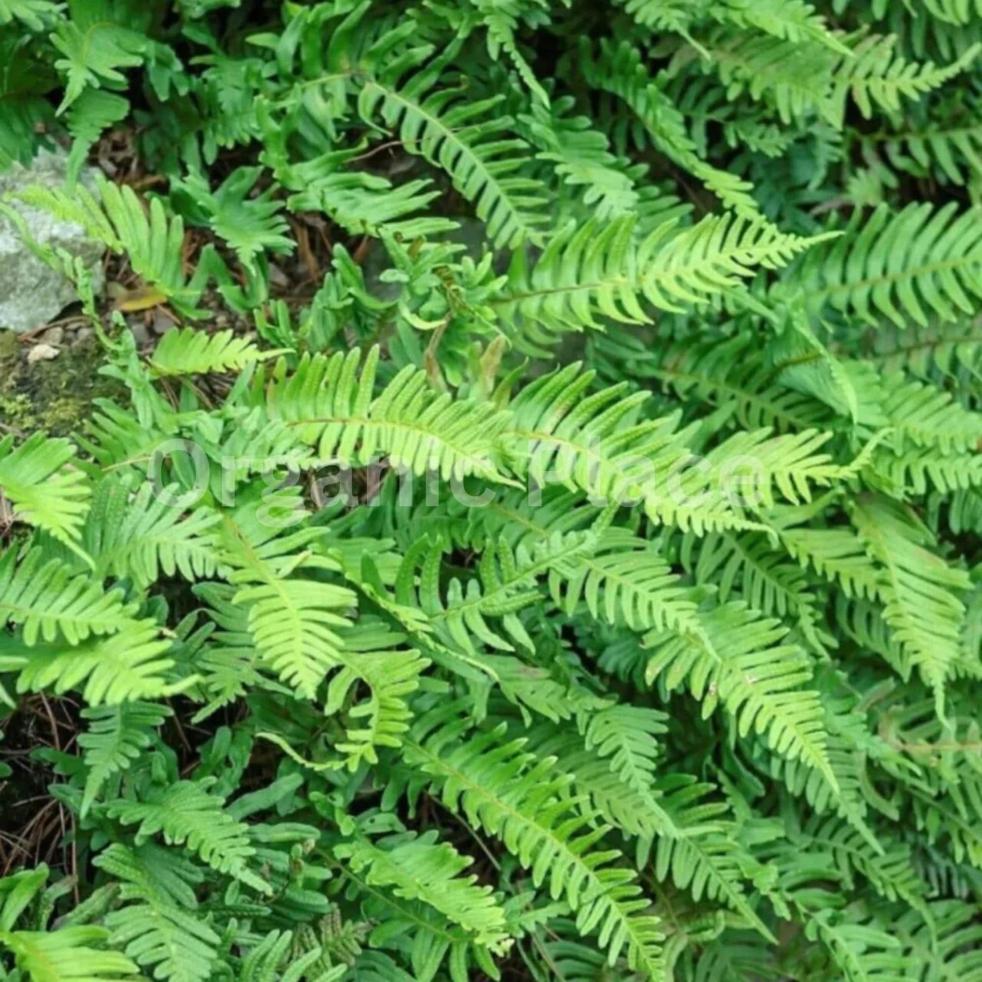 Wild Kalawalla Polypodium Leucotomos Calaguala Kalawalla Herb Calaguala ...