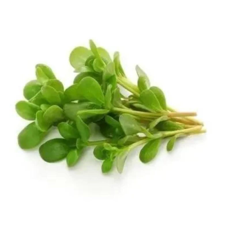 Brahmi Dried Herb Bacopa Monnieri Natural Herbal Tea Brain Booster for ...