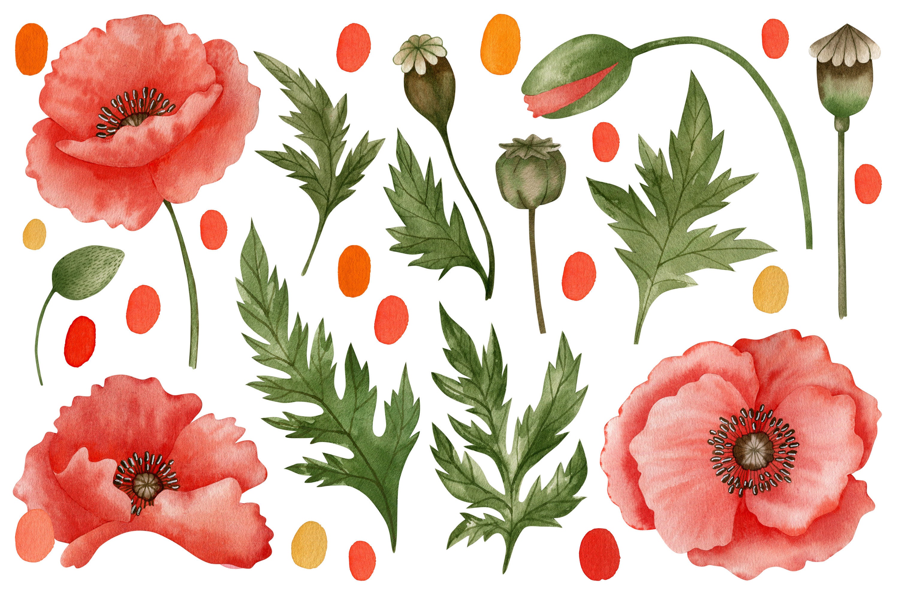 Watercolor Poppy Clipart Poppies Flowers Clipart Poppy Hand - Etsy