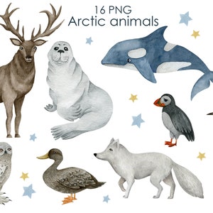 Watercolor Arctic Animals Clipart Cute Polar Bear Seal - Etsy Canada