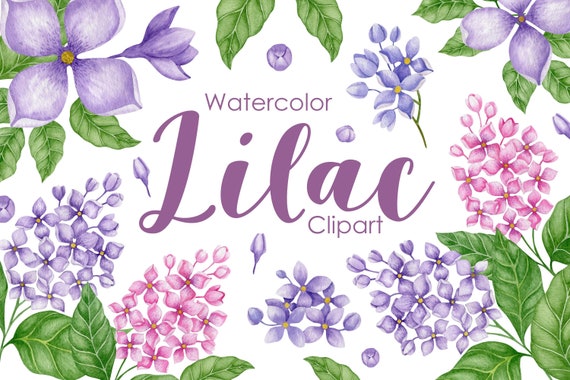 Watercolor Lilac Clipart Purple Flower Png Spring Wedding - Etsy