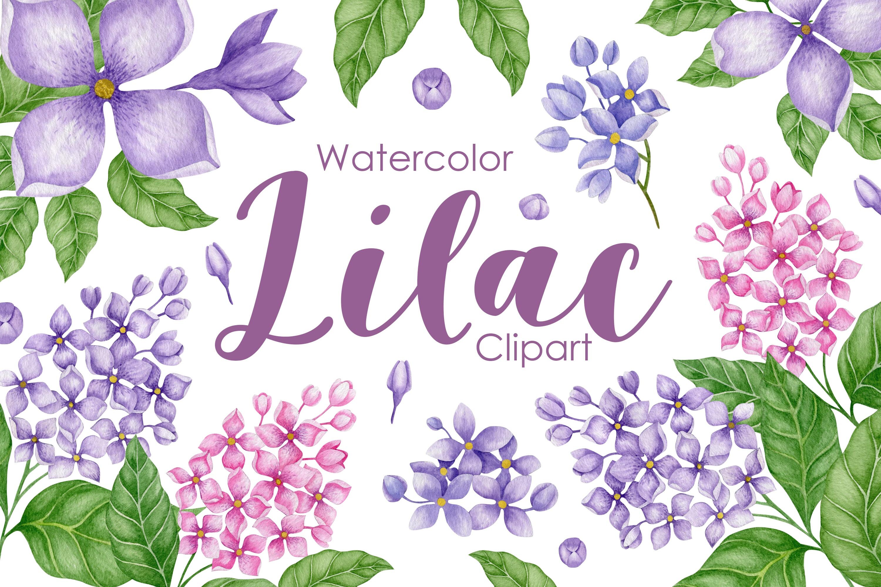 Watercolor Lilac Clipart, Purple Flower Png, Spring, Wedding, Photo ...