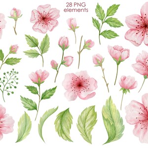 Watercolor Cherry Blossoms Clipart, Spring Blooming, Sakura, Floral ...