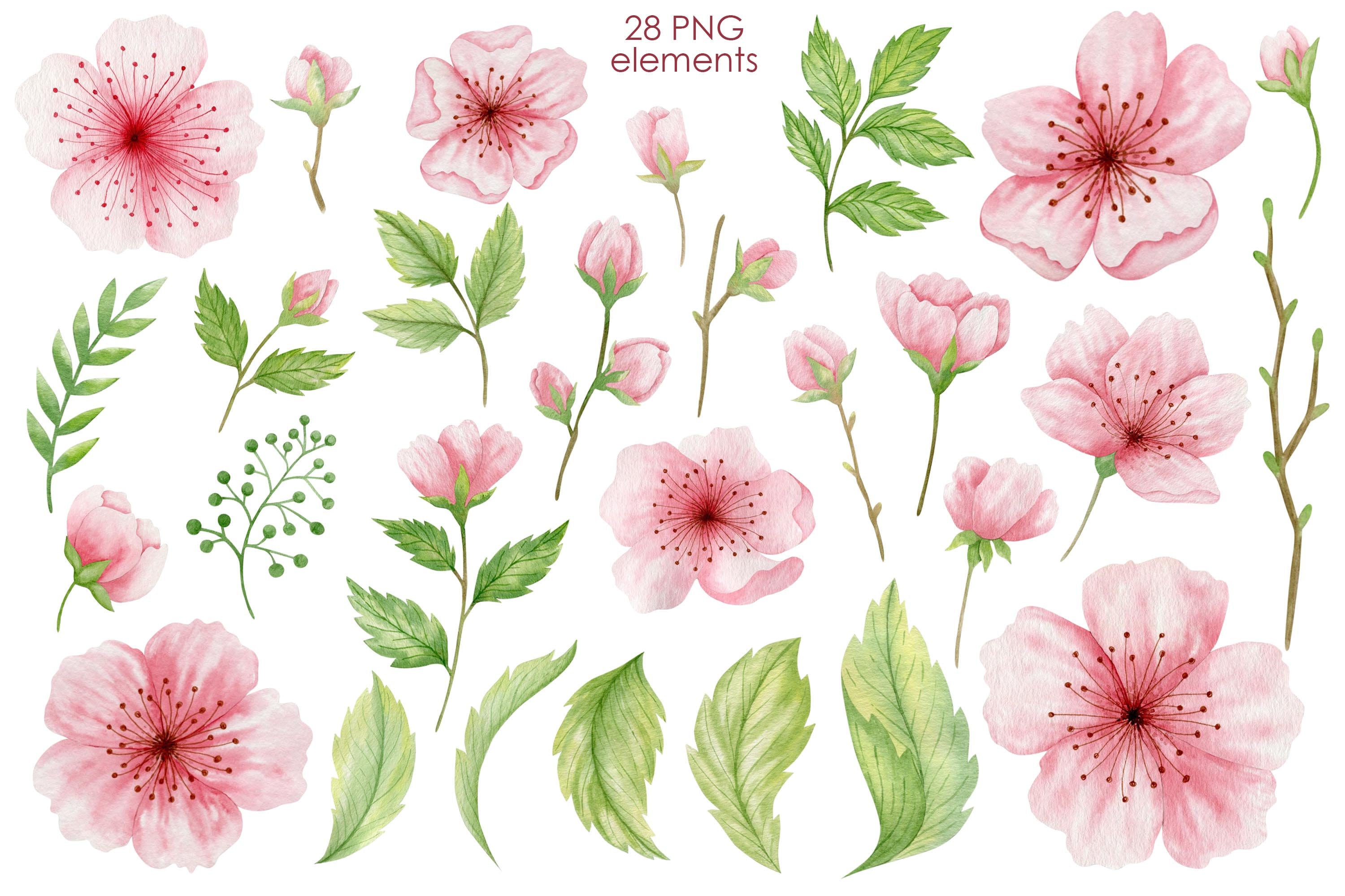 Watercolor Cherry Blossoms Clipart, Spring Blooming, Sakura, Floral ...