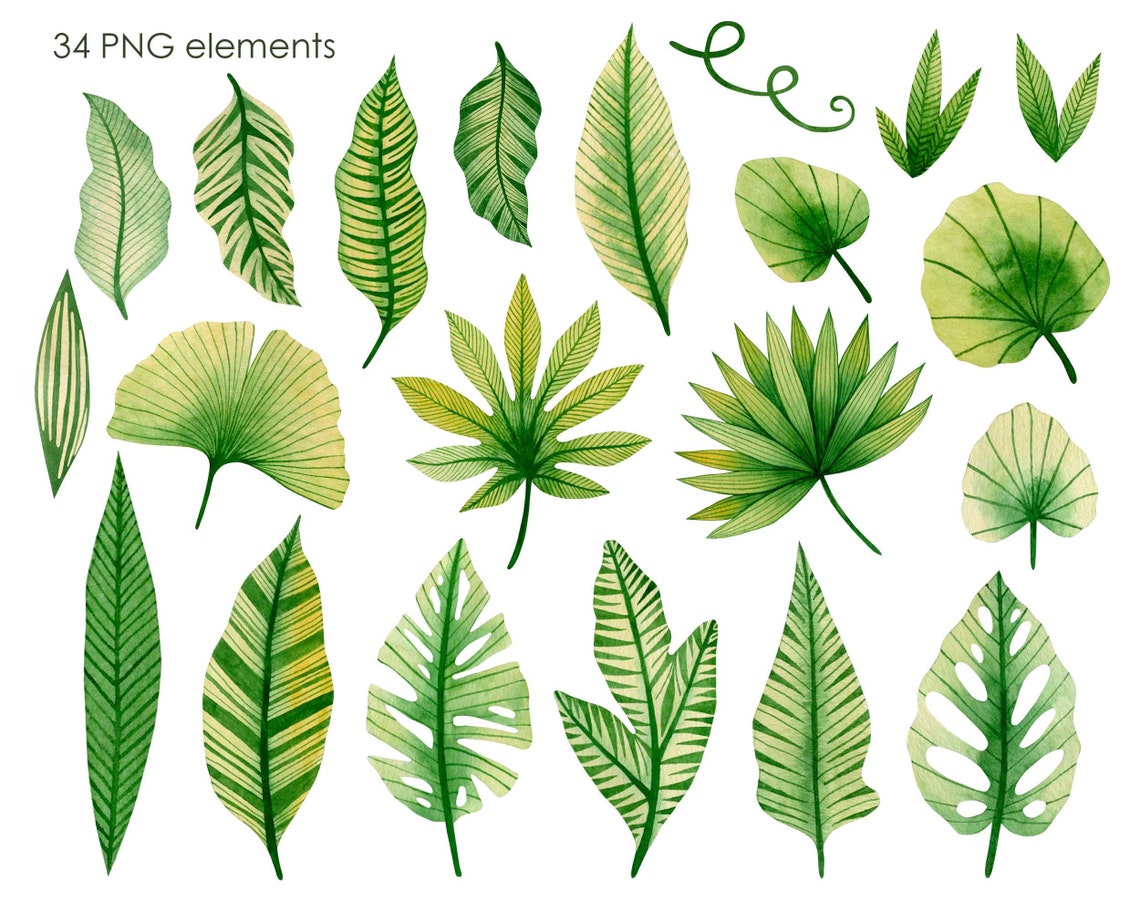 Watercolor Tropical Leaves Clipart Tropical Elements Set - Etsy