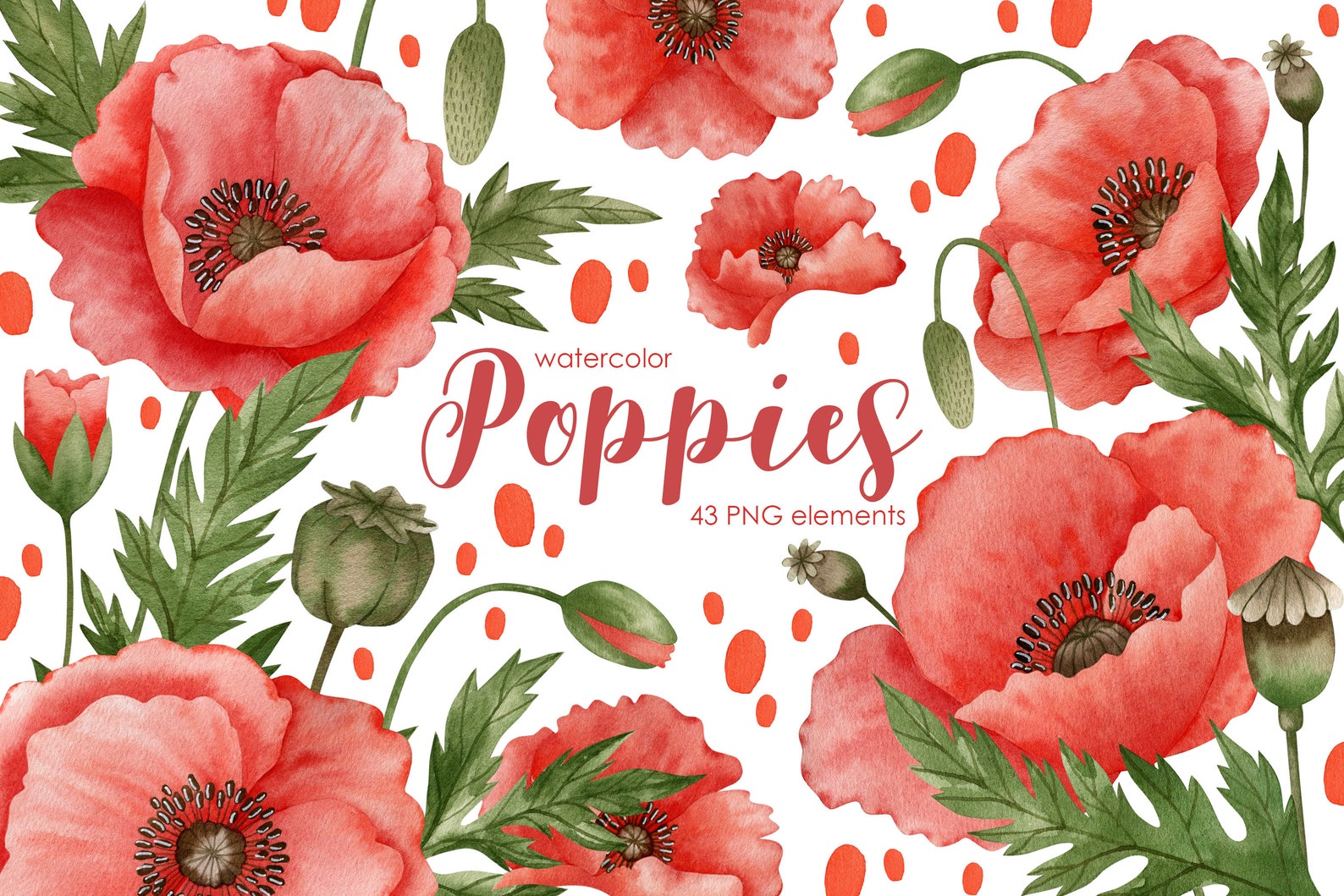 Watercolor Poppy Clipart, Poppies Flowers Clipart, Poppy Hand Painted ...