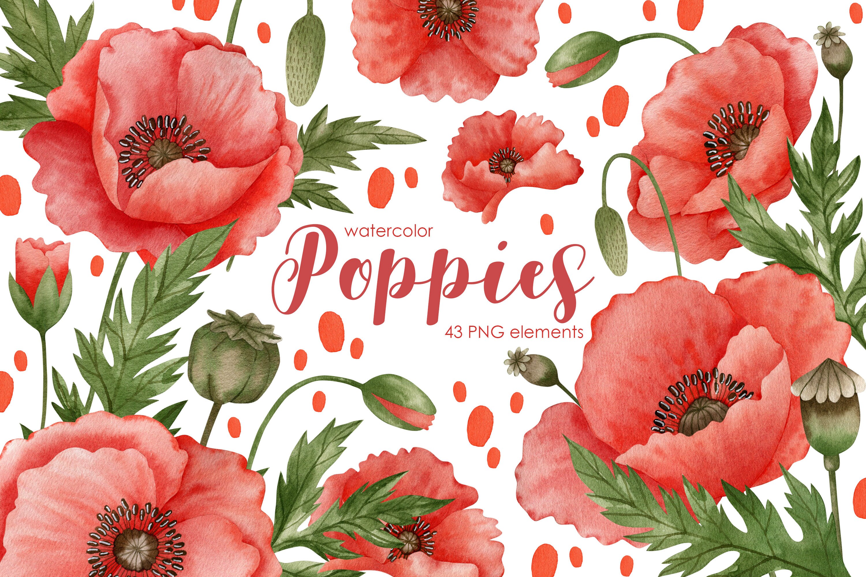 Watercolor Poppy Clipart, Poppies Flowers Clipart, Poppy Hand Painted ...
