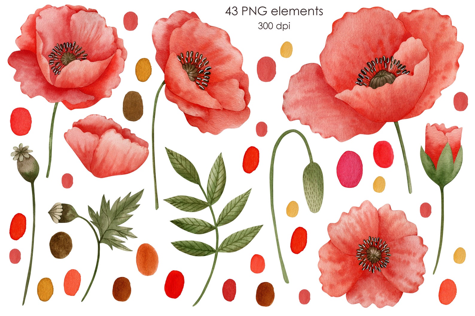 Watercolor Poppy Clipart Poppies Flowers Clipart Poppy Hand - Etsy