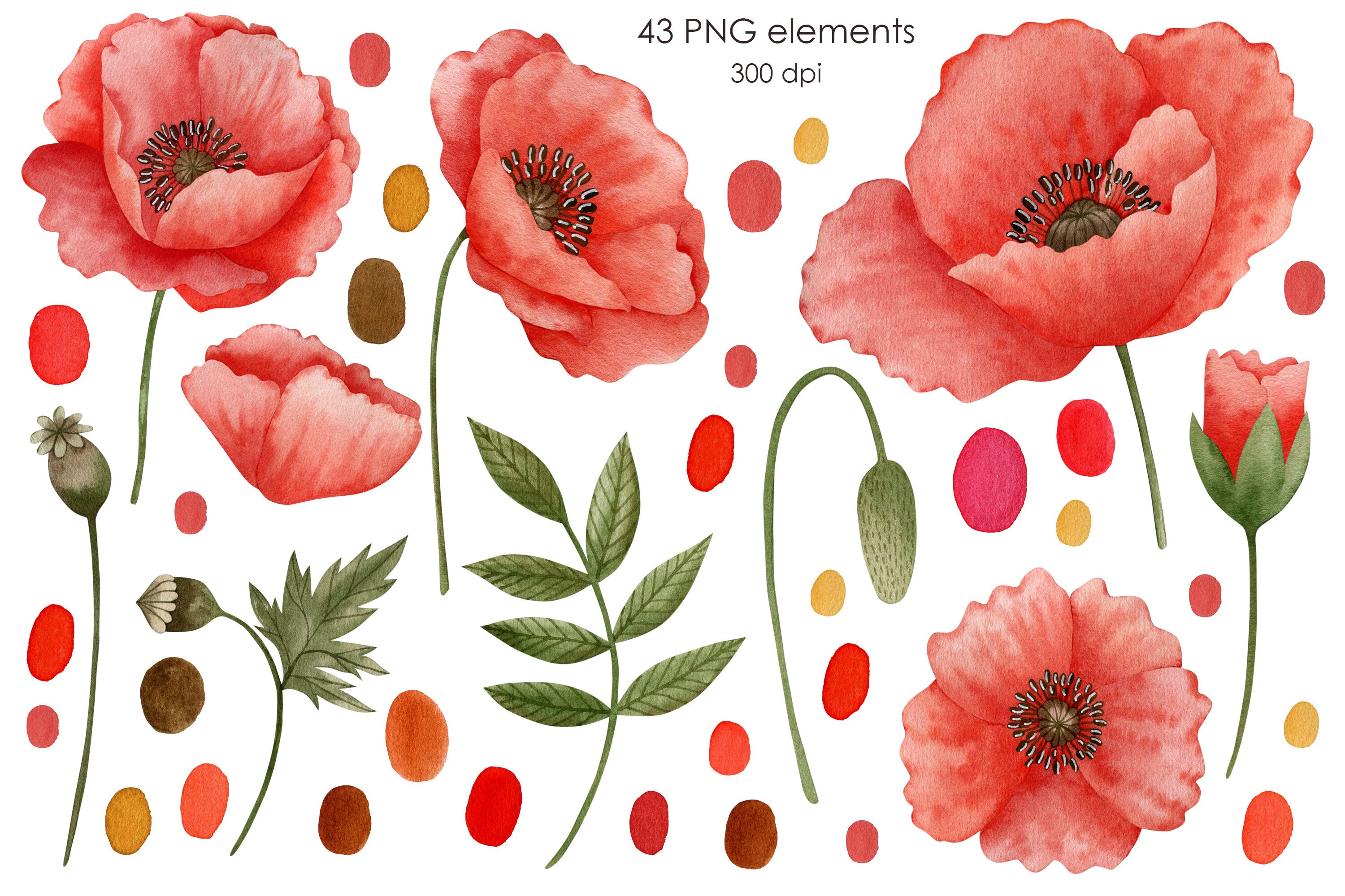 Watercolor Poppy Clipart Poppies Flowers Clipart Poppy Hand - Etsy