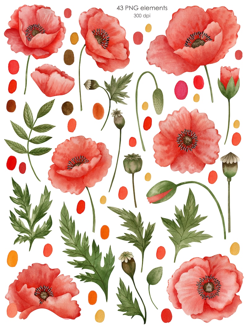 Watercolor Poppy Clipart, Poppies Flowers Clipart, Poppy Hand Painted ...
