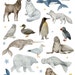 Watercolor Arctic Animals Clipart, Cute Polar Bear, Seal, Penguin ...