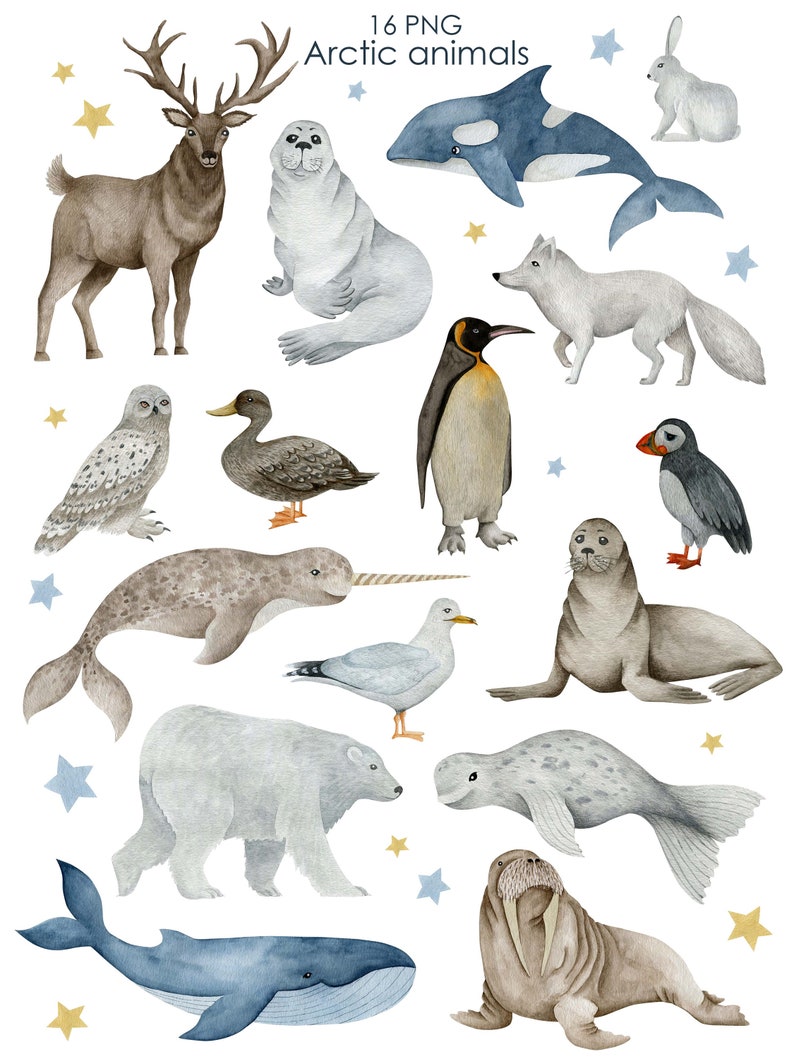 Watercolor Arctic Animals Clipart, Cute Polar Bear, Seal, Penguin ...