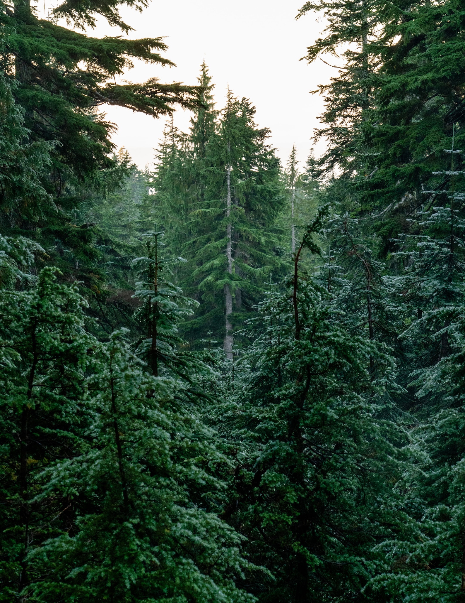 Nature Prints, Forest Print Landscape Photography Print Forest Wall Art ...