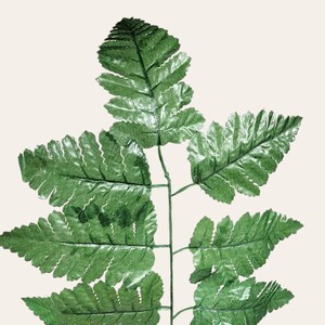 This is a Bagged Set of 6 Silk Fern Bundles, Each Bundle Contains 12 ...