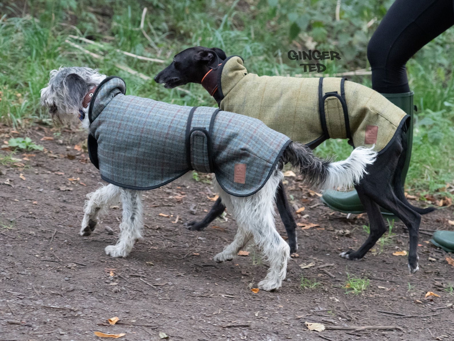 Tweed Greyhound Whippet - Ginger Ted Tweed Greyhound Whippet Lurcher ...
