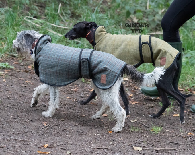 Tweed Greyhound Whippet - Ginger Ted Tweed Greyhound Whippet Lurcher ...
